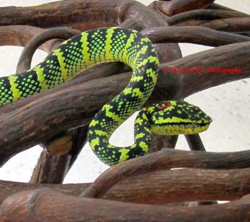 Penang Snake Temple – Explore the Snake Species - HolidayGoGoGo