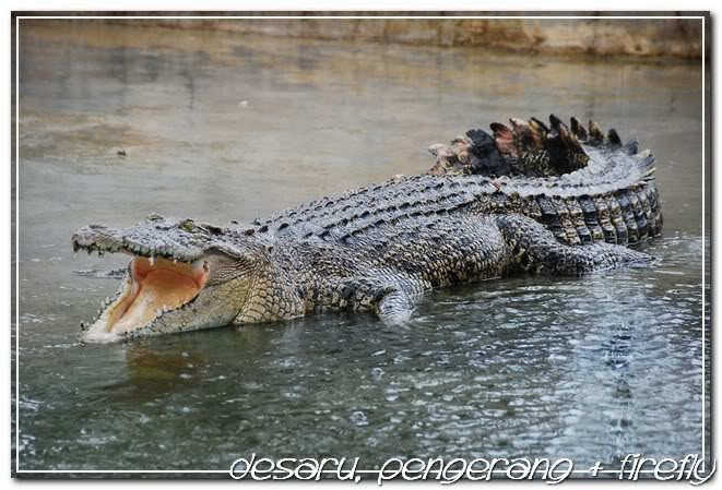 Desaru, Pengerang and Firefly Day Tour - Crocodile World - HolidayGoGoGo