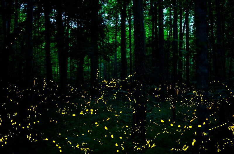 (2020 Promo) Klias Wetland Probosics Monkey & Fireflies River Cruise ...