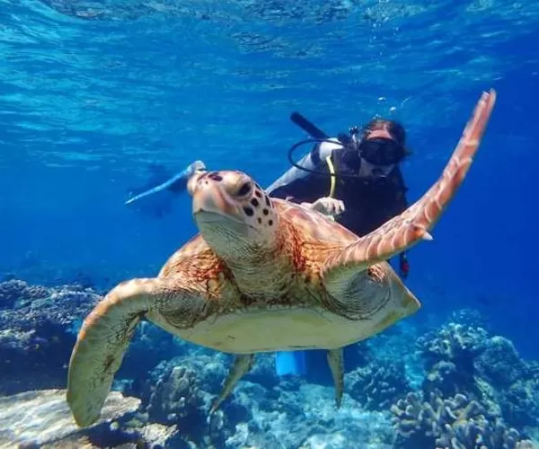 (2023 Promo) 10 Best Mabul Island Solo Traveller Tour Package ...