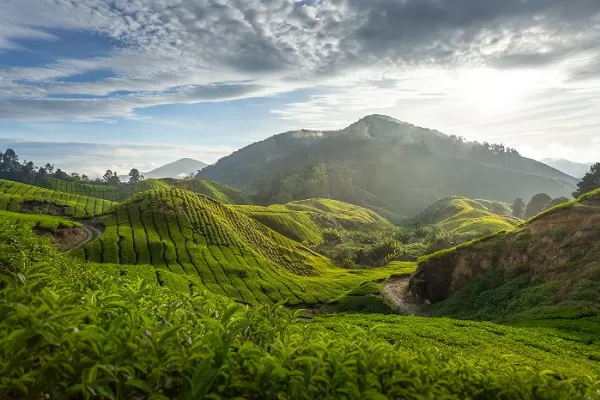 (2021) 10 Best Cameron Highlands 2 Days 1 Night Tour Package ...