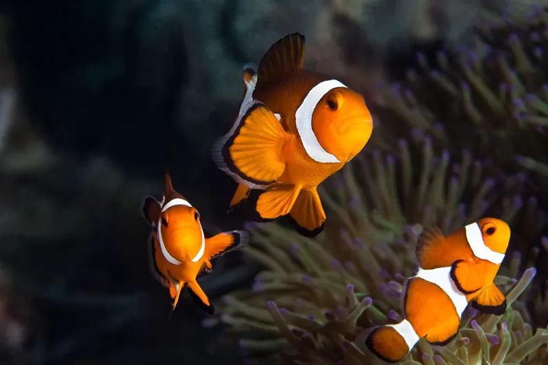 Redang Island - 6 Things Every Traveller Needs To Know Before Diving In ...